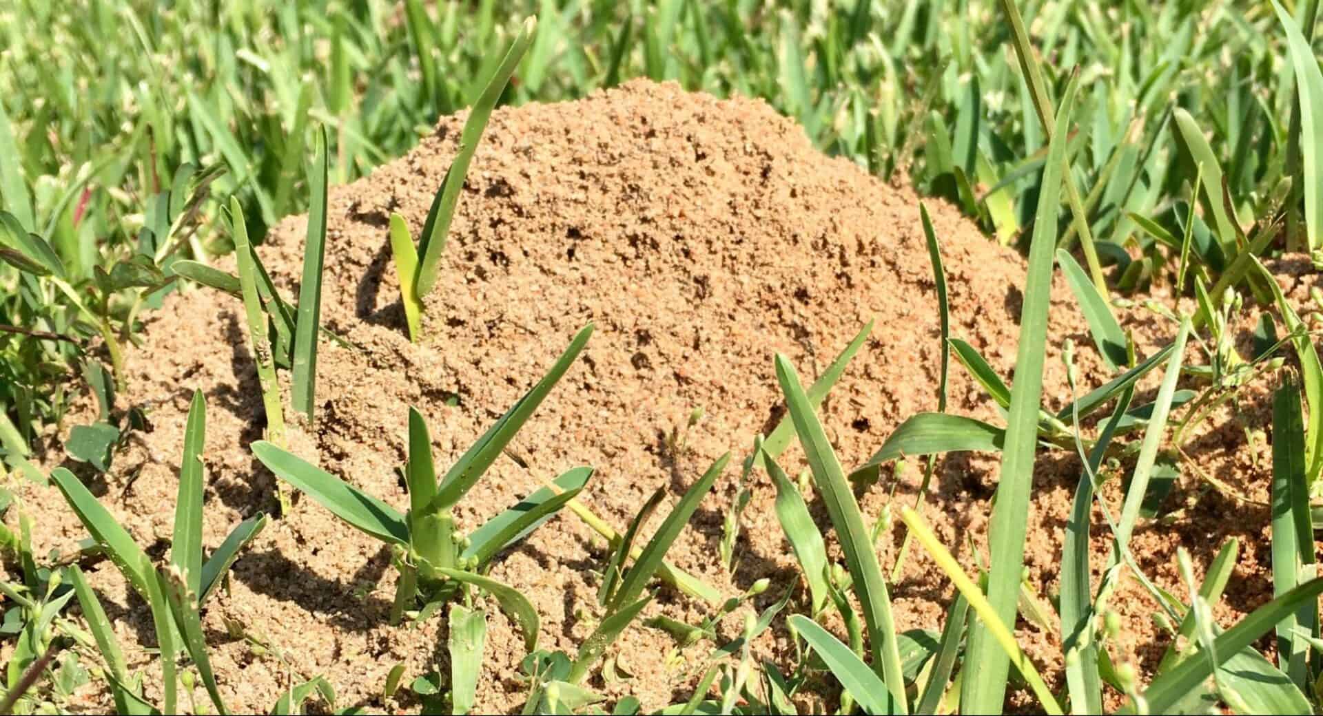Panama City Fire Ants: Identification, Nests, and Behavior