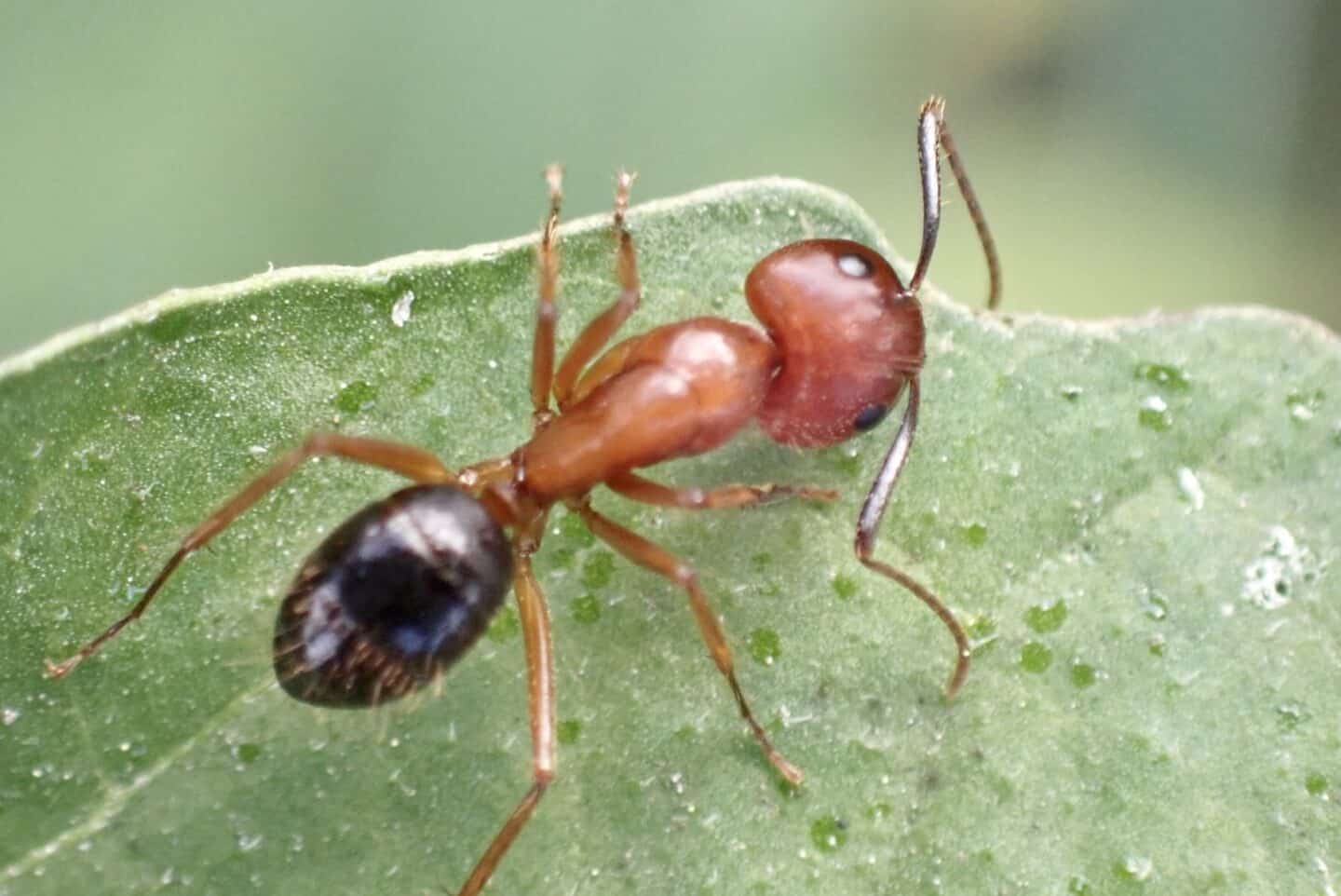 Common Ants in Panama City and How to Get Rid of Them